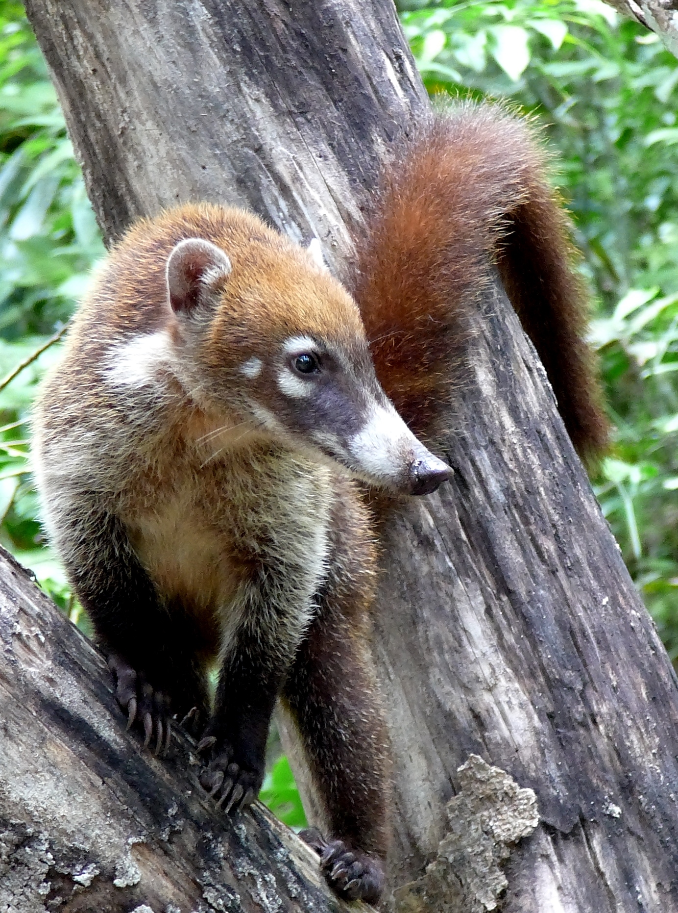 Research - Wild Mountain Echoes