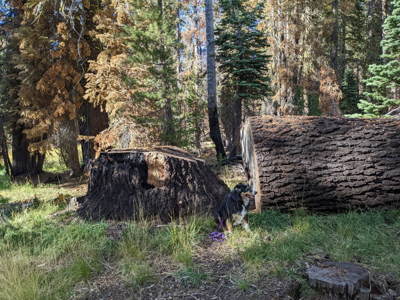 Dead Trees Talking - Wild Mountain Echoes