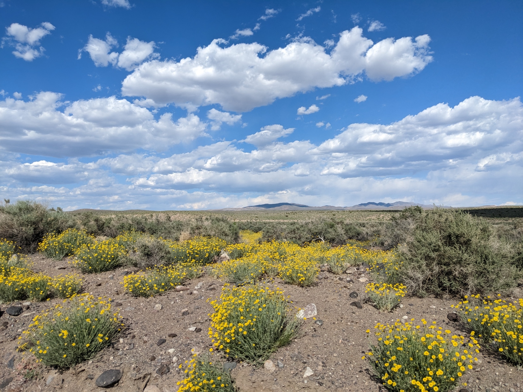 At last, spring arrives - Wild Mountain Echoes